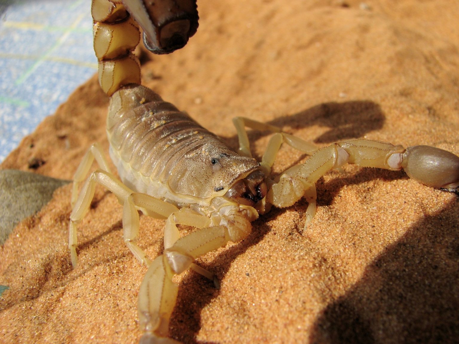 Scorpion Sting in Puerto Vallarta | Doctor at Home PV