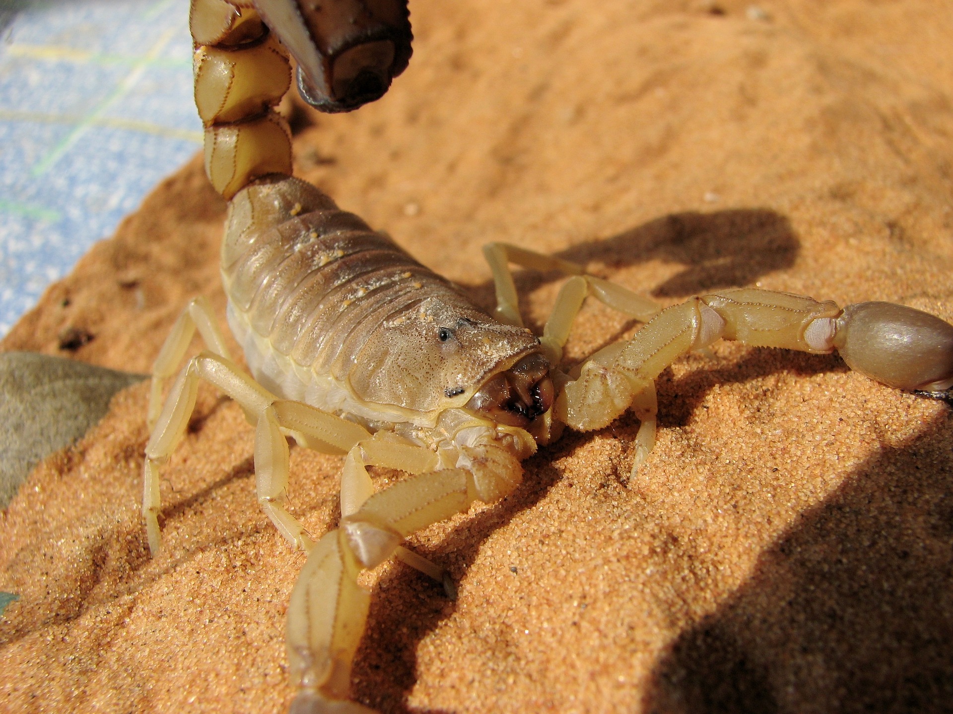 Scorpion Sting in Puerto Vallarta | Doctor at Home PV